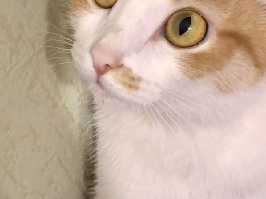 Кошка лапочка