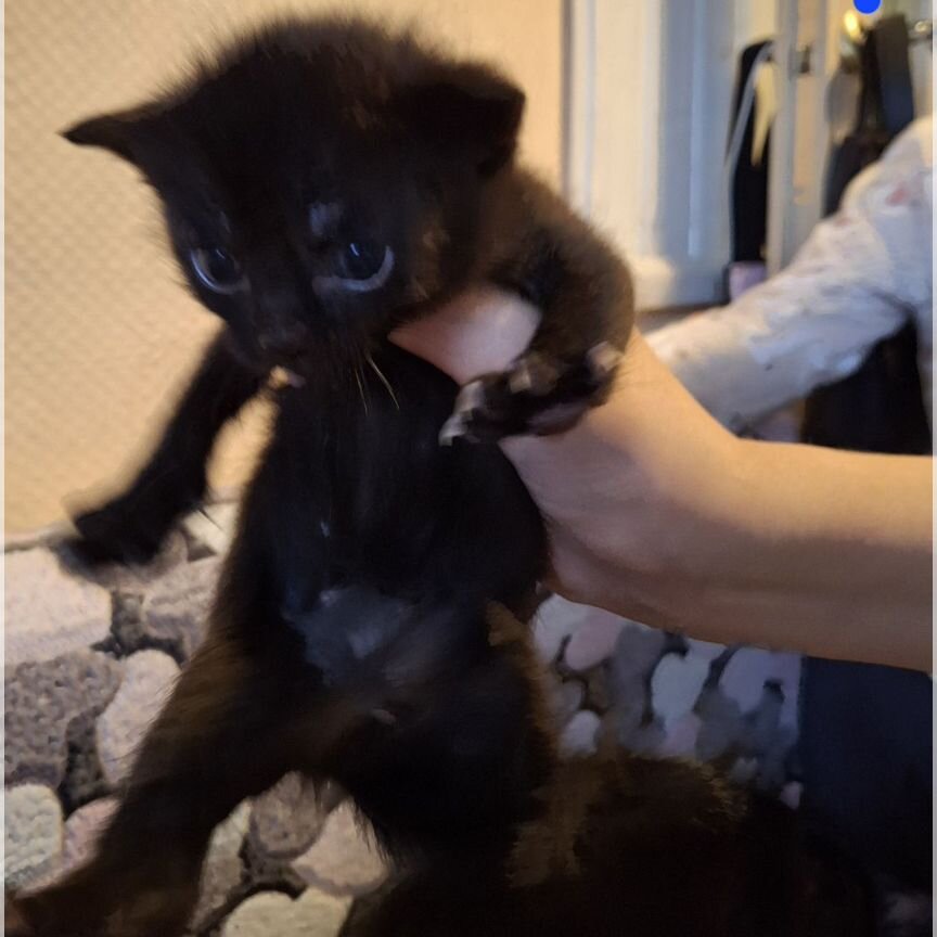 Шотландский прямоухий длинношёрстный котёнок