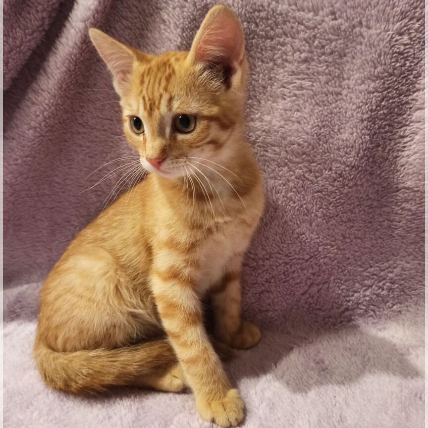 Котёнок от частного владельца
