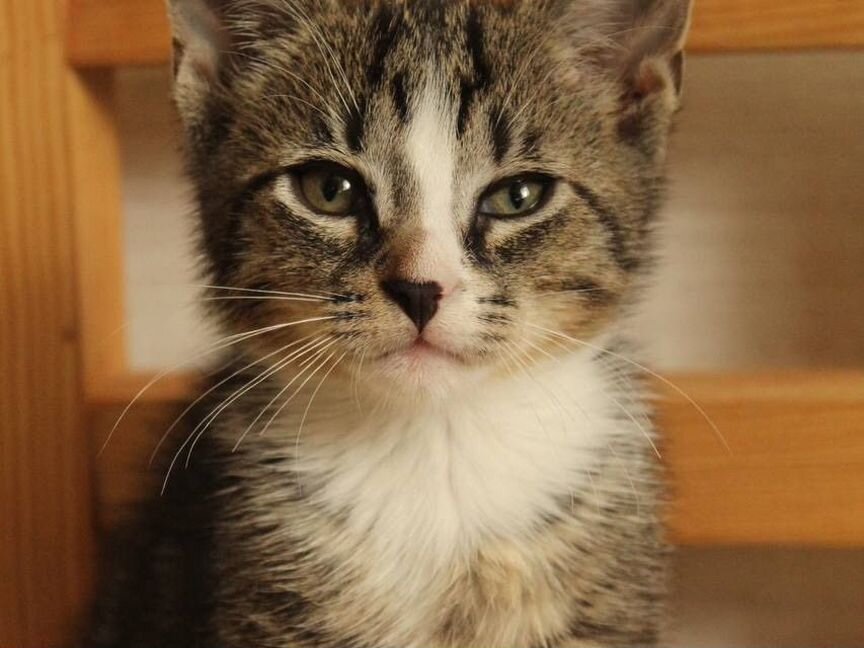 Котенок 2 месяца