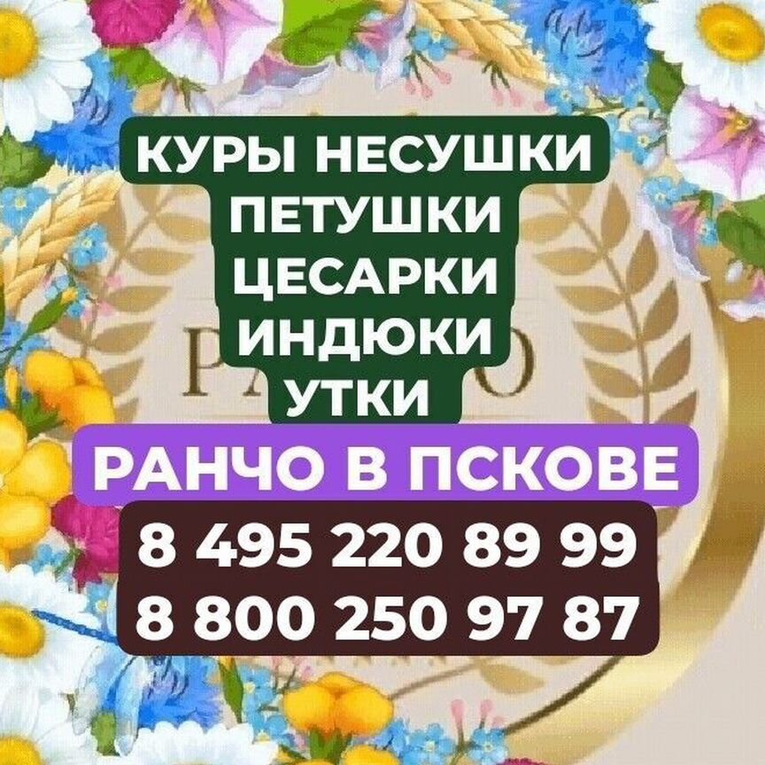 Курочки, Индюки, Утки, Цесарки, Петушки