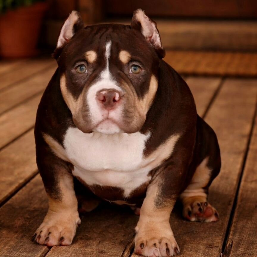 Американский булли, щенок