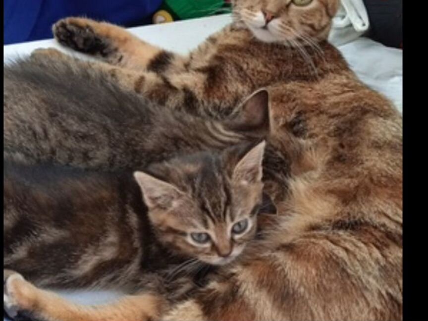 Кошечка и котята ищут дом