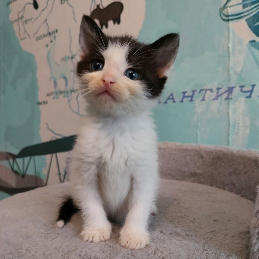 Маленькие котятки