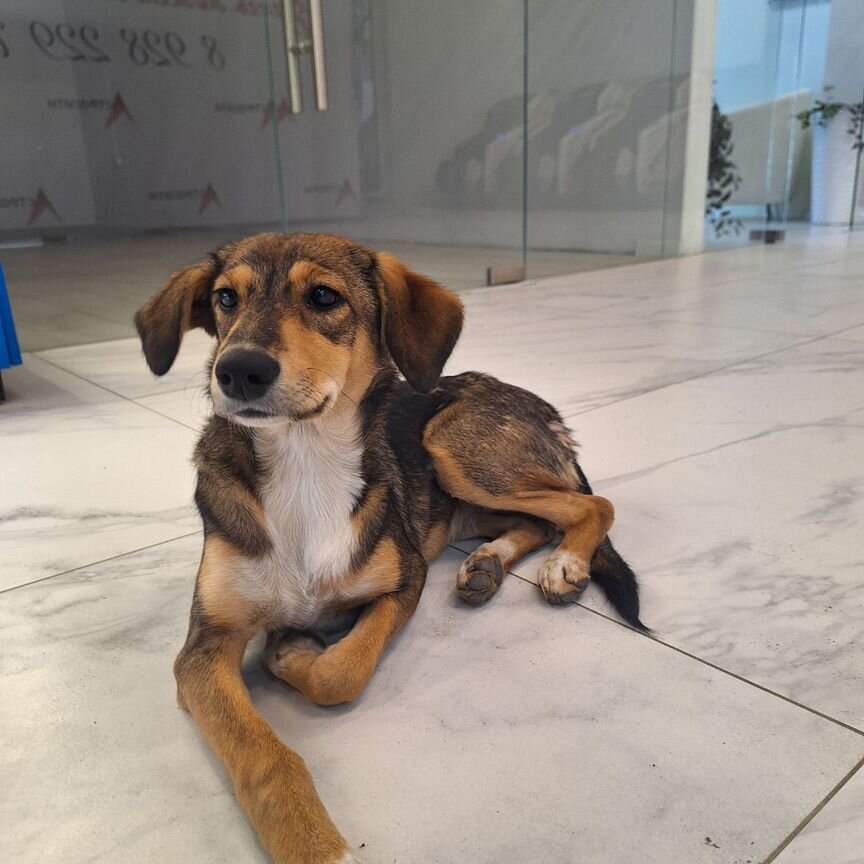 Отдам в добрые руки,ласковую девочку