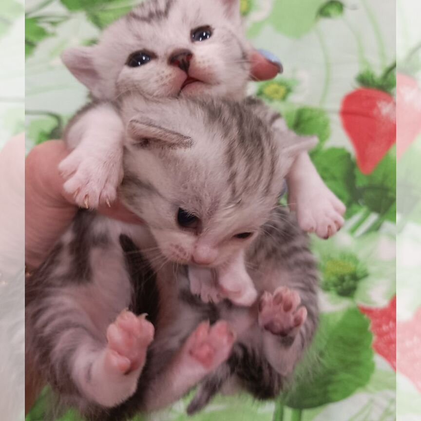 Манчкин котёнок