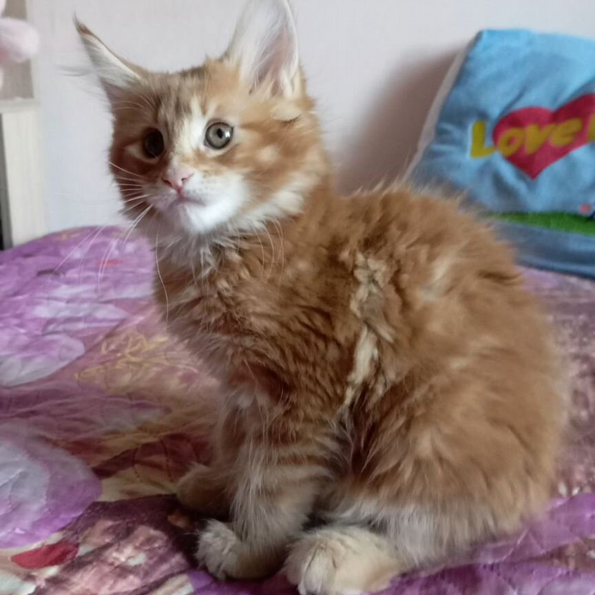 Мейн-кун котёнок