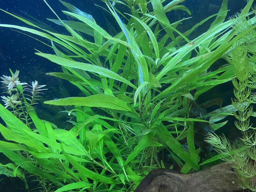 Лимонник в аквариум, мальки гуппи