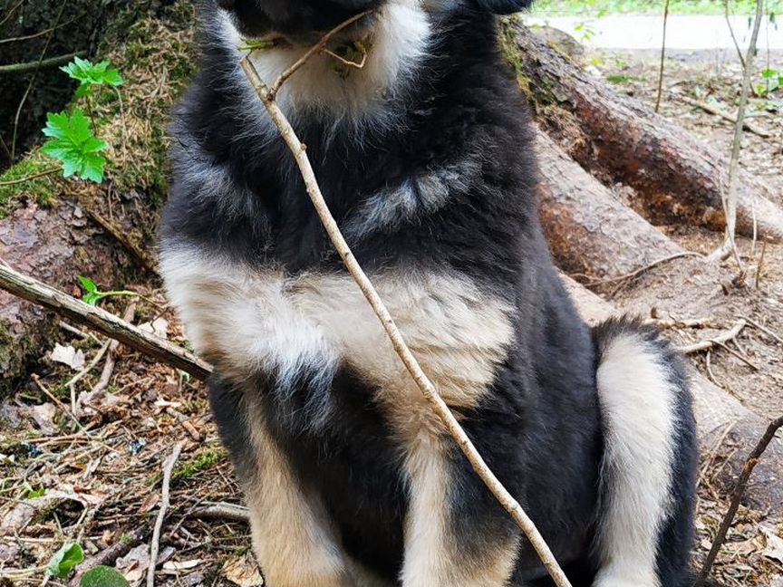 Щенки 3 девчули