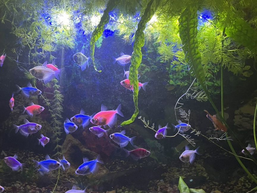 Аквариум с тумбой и рыбками и всем остальным