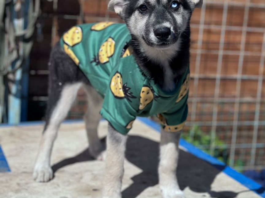 Нати, щенок из приюта в добрые руки