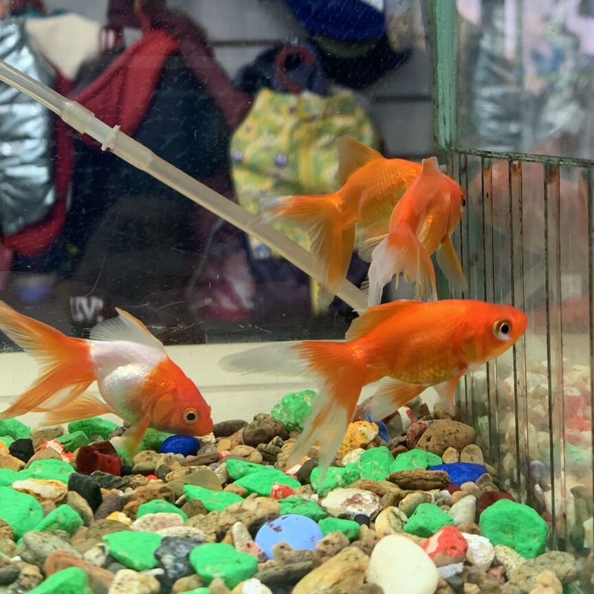 Риукин красный