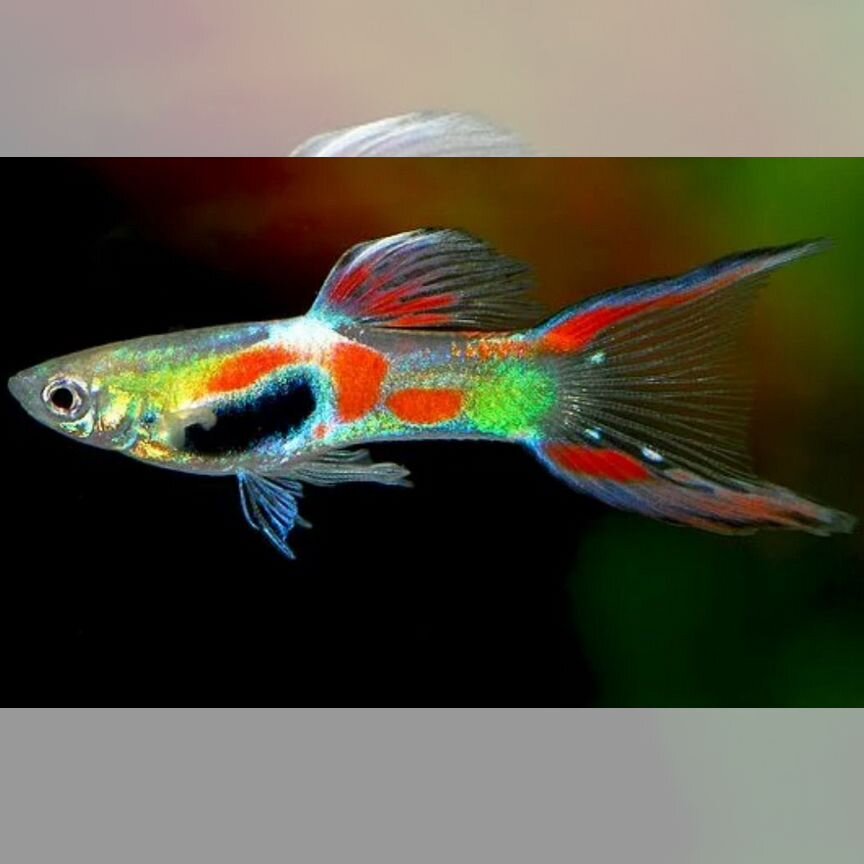 Гуппи эндера, сом, мальки гуппи