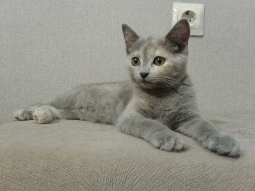 Котенок светлого двухцветного окраса (мальчик)