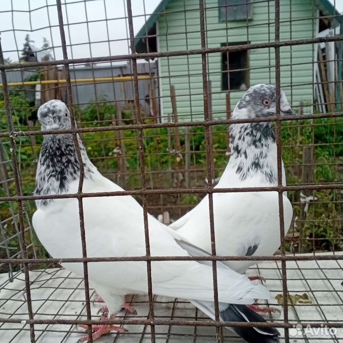 Голуби пакистанцы