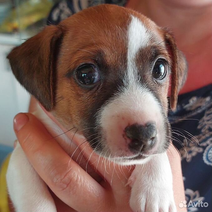 Предлагаются щенки породы Джек Рассел Терьер