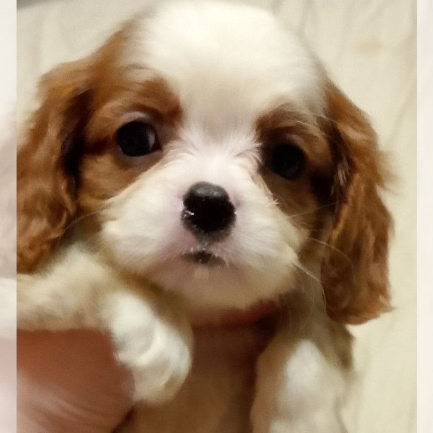 Кавалер кинг-чарльз-спаниель, щенок