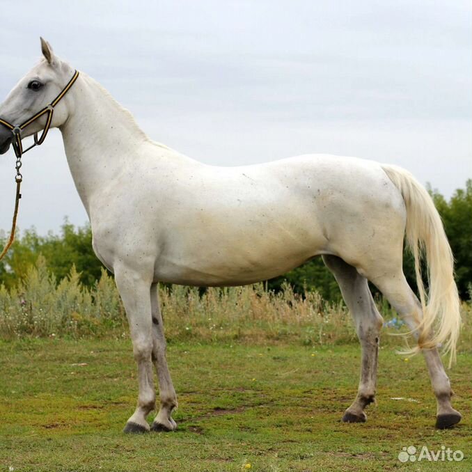 Орловская лошадь