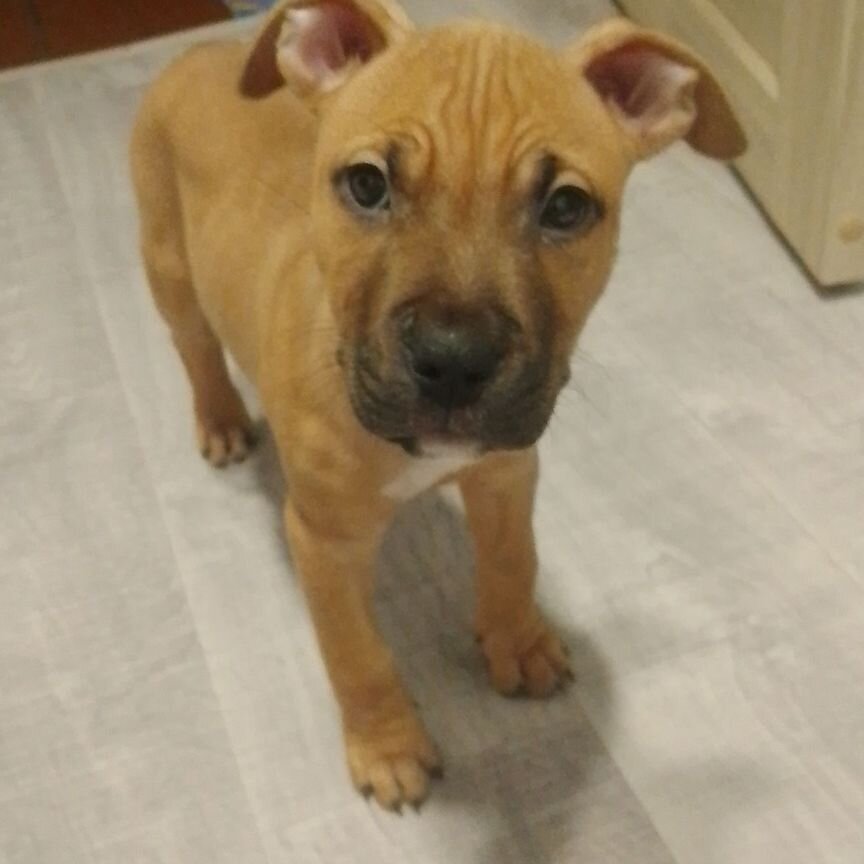 Стаффорд в хороший дом. Возраст 2 месяца