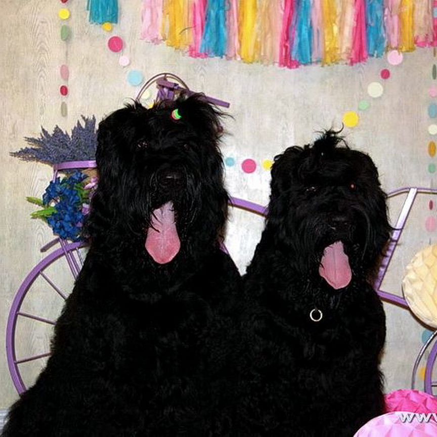 Русский черный терьер, щенки, кобели для вязок