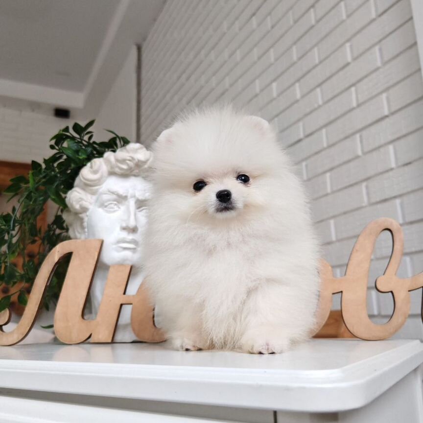 Померанский шпиц мини мальчик