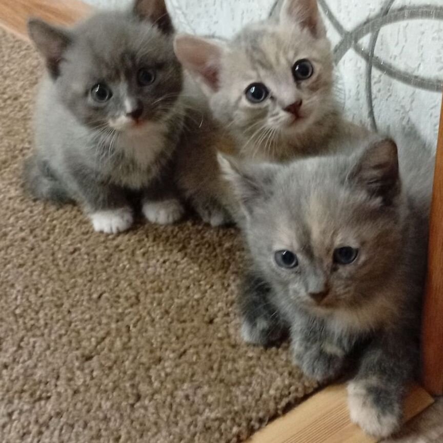 Британский длинношёрстный котёнок