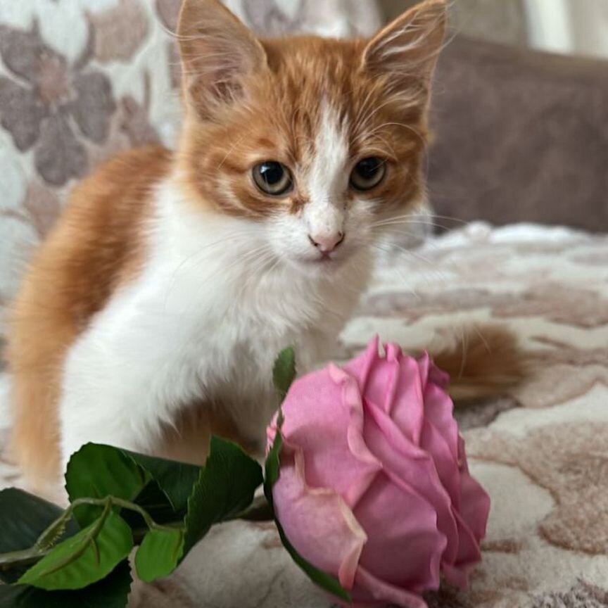 Котёнок в добрые руки