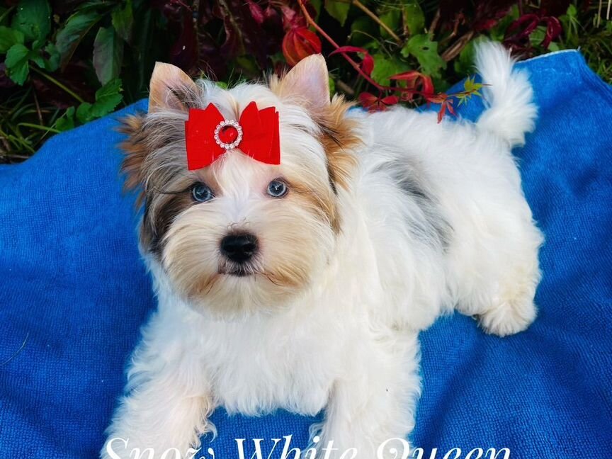 Бивер йорк мальчик