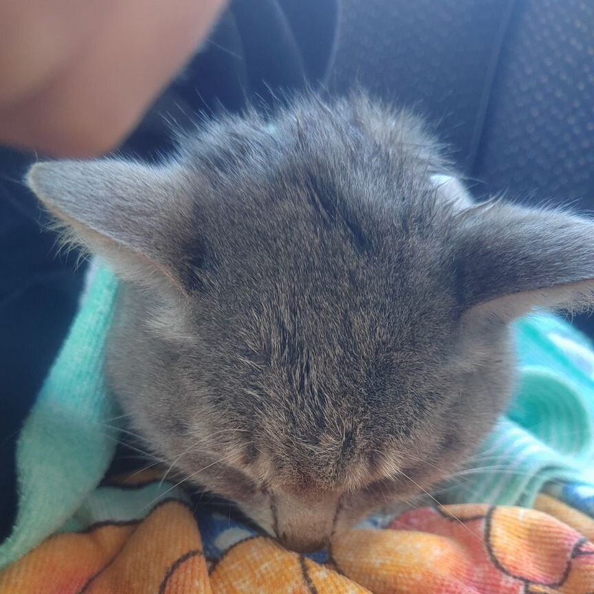 Сибирский котёнок