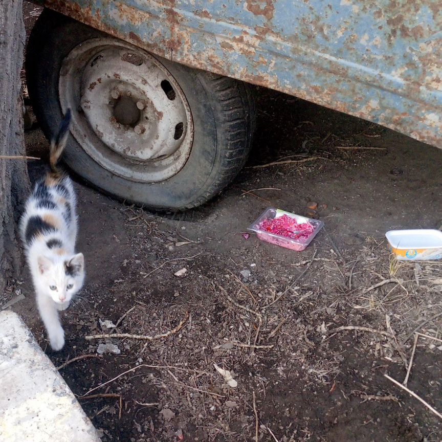 Ориентальный котёнок