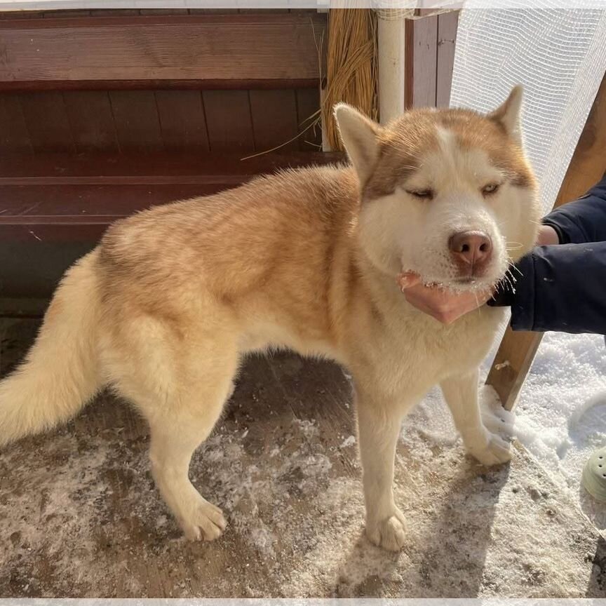 Сибирский хаски, взрослый пёс