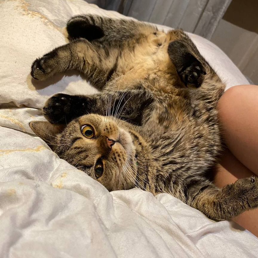 Котик в добрые руки