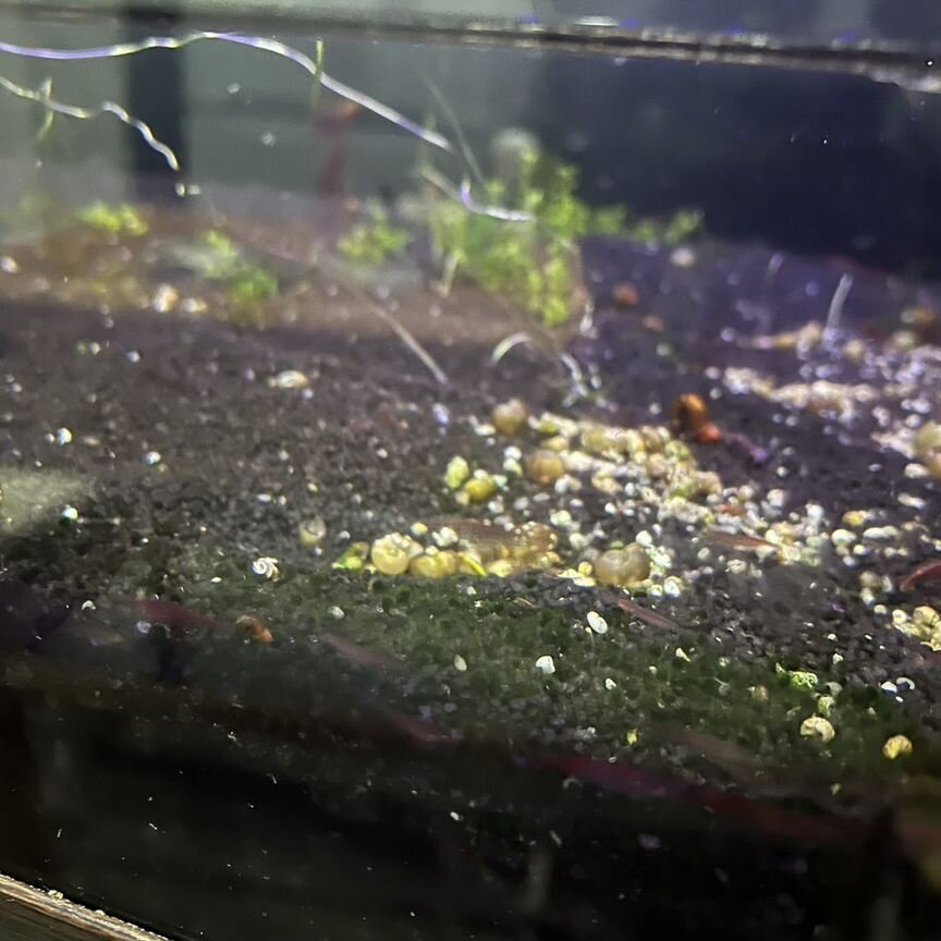 Креветки вишенки