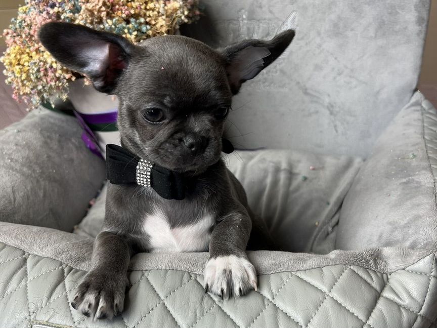 Голубой бриллиант мальчик