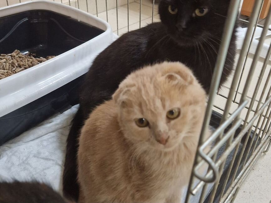 Шотландская вислоухая кошка