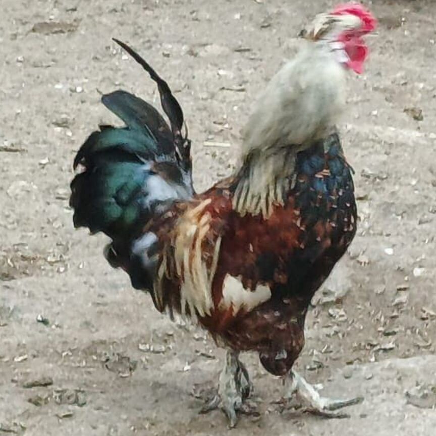 Петух карликовый