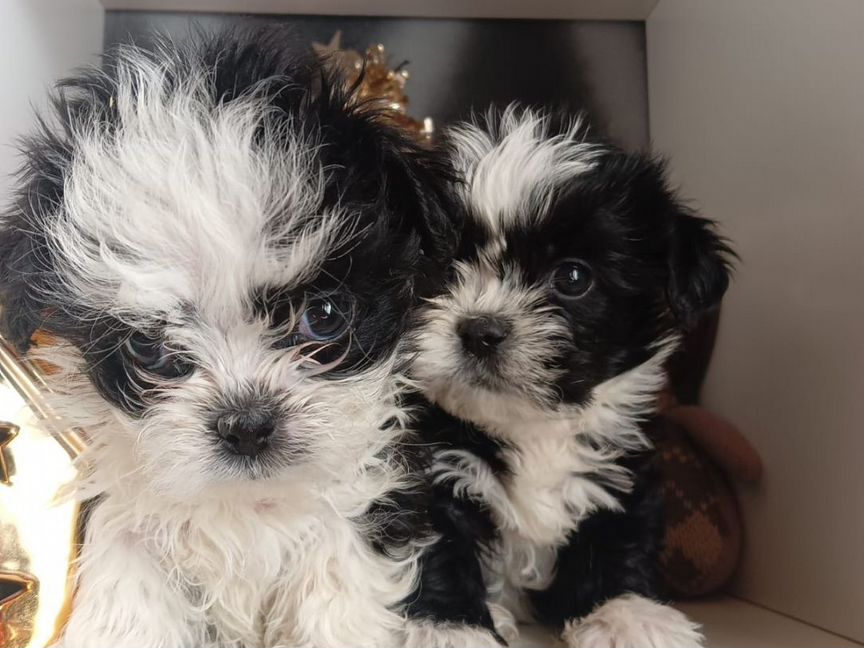 Щенки мальтипу f1 мини