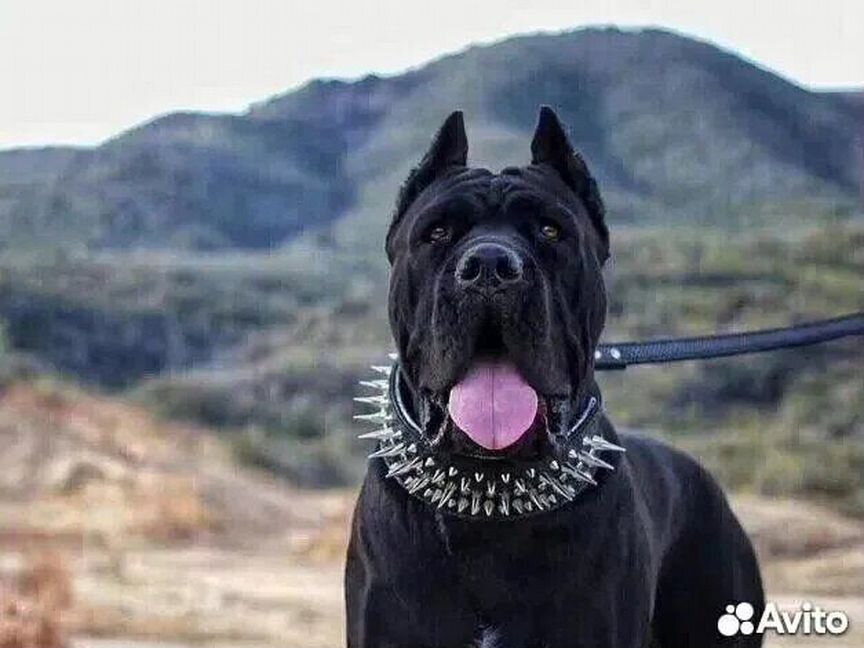 Кане Корсо Топ Щенки