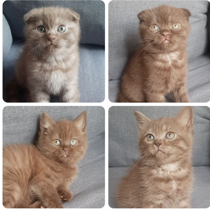 Шотландские котята