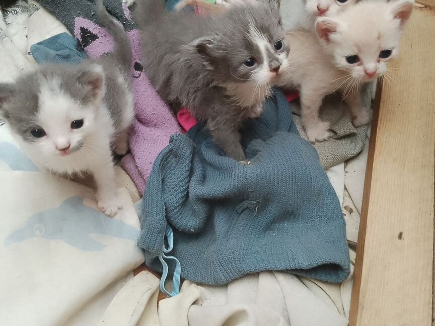 Котята в добрые руки бесплатно