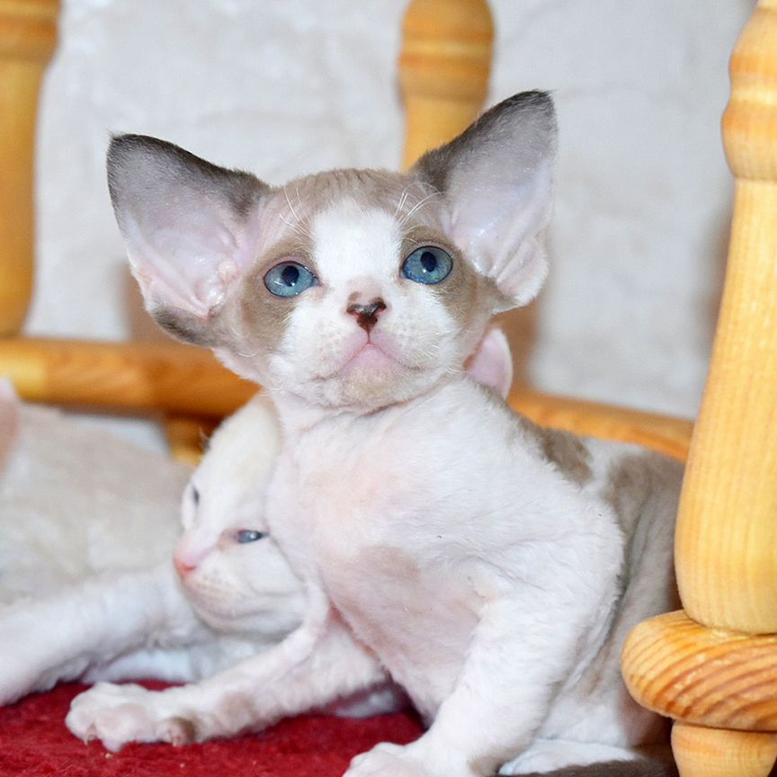 Шоколадный мальчик Девон Рекс