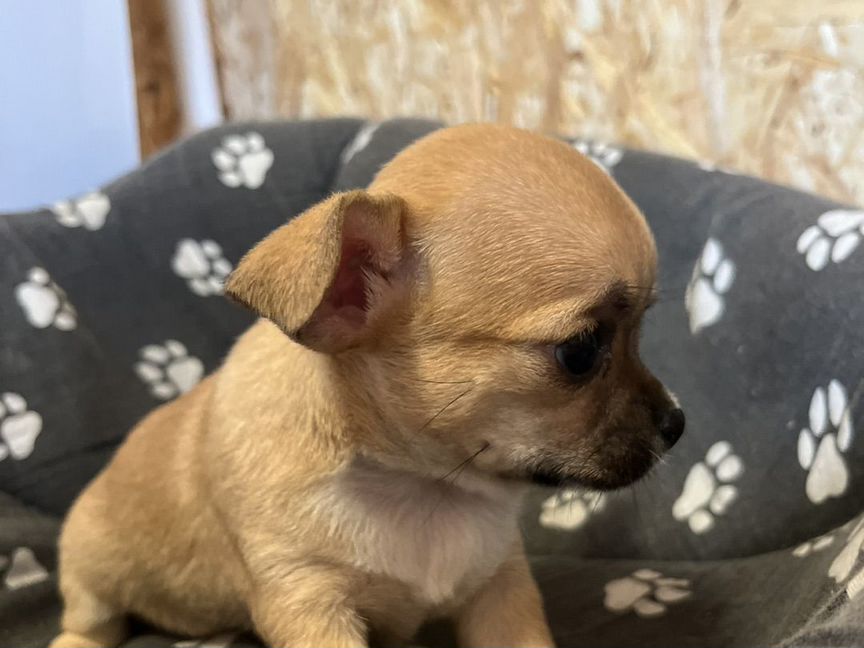 Чихуахуа мини