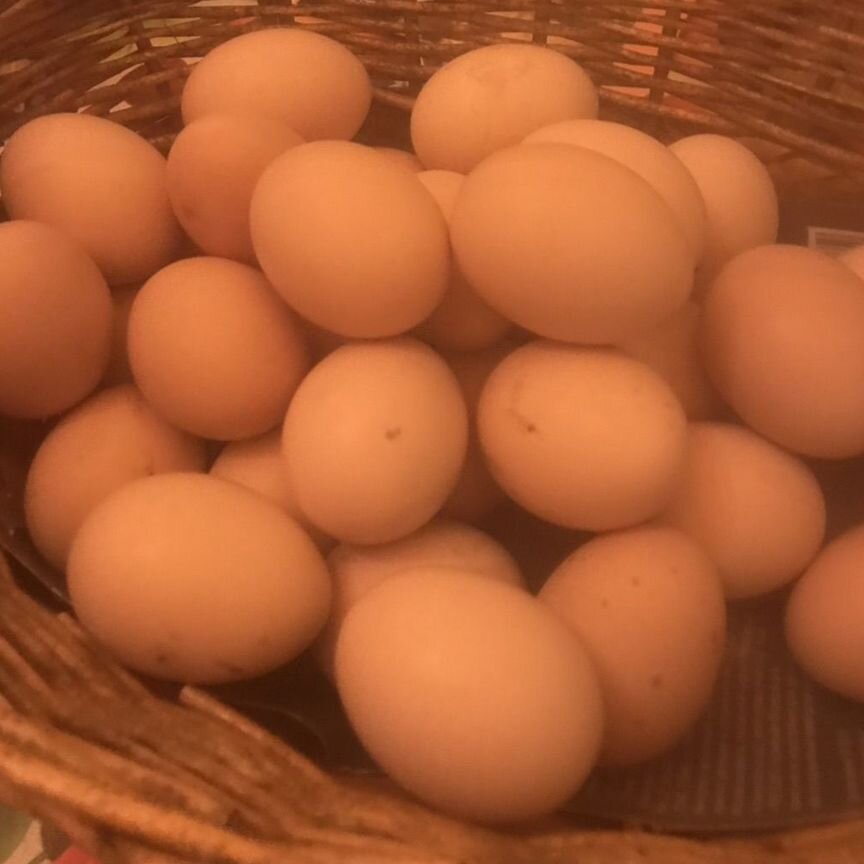 Цеплята суточные Фавероль