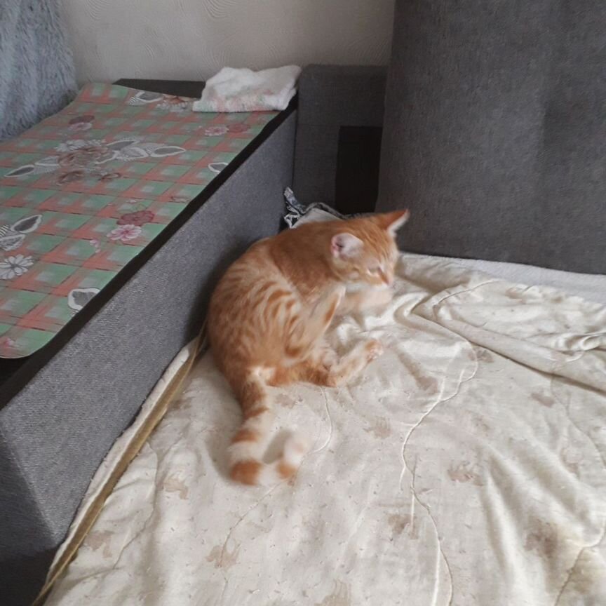 Кошечка 3,5 месяца