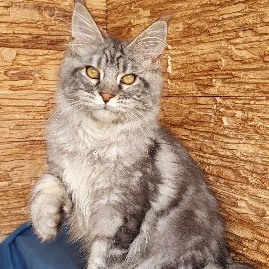 Котята мейн-кун, кот