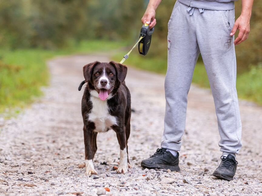 Небольшой песик