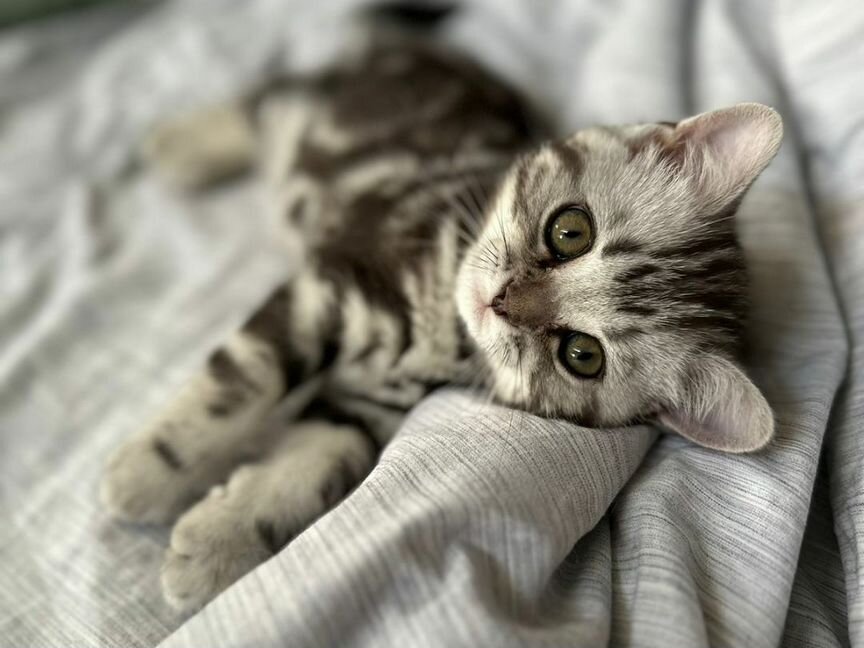 Британский мраморный котенок