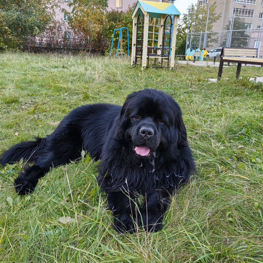 Ньюфаундленд вязка