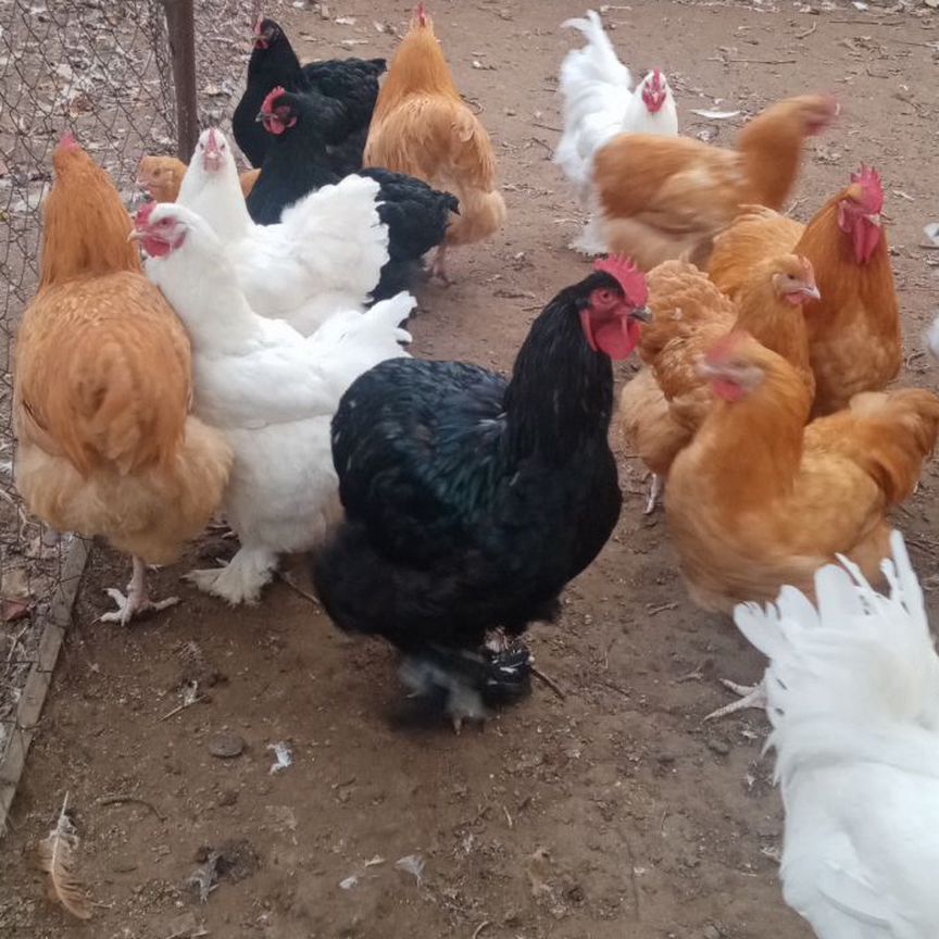 Куры и петухи