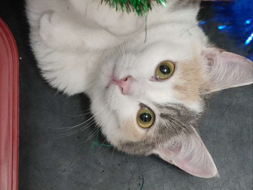 Кошечка Сисиль ищет дом